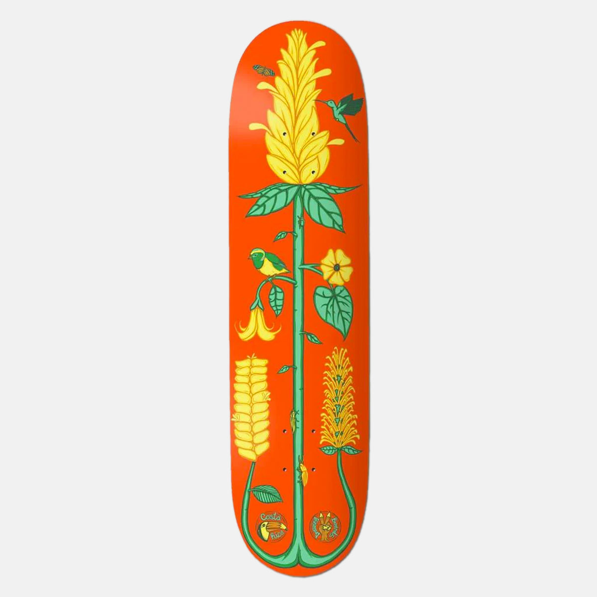The Drawing Boards - 8.5" Costa Rica The Golden Shrimp Skateboard Deck ...